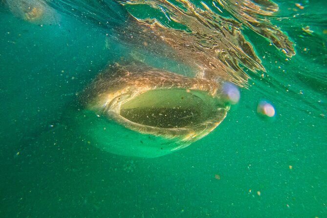 5-Day Baja Whale Safari: 2 Whale Species & Snorkeling Experiences - Final Thoughts: Is It Worth It?