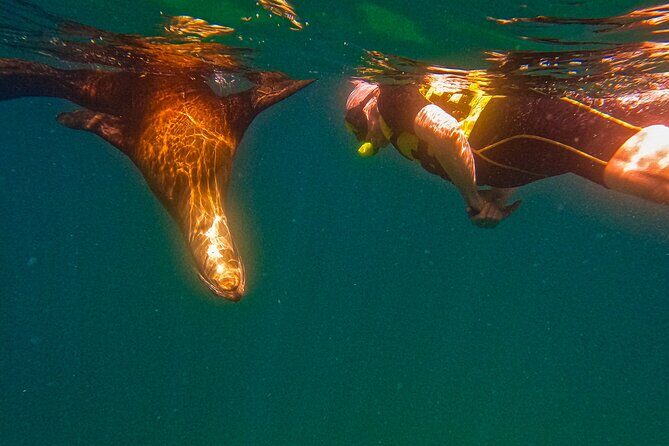 5-Day Baja Whale Safari: 2 Whale Species & Snorkeling Experiences - FAQ
