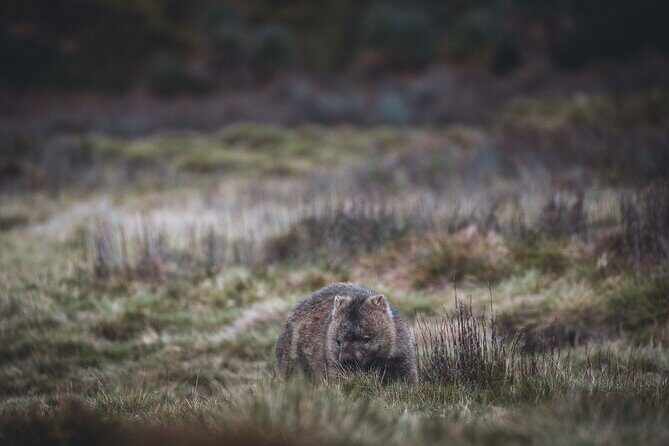 5 Day Island Icons Tassie Day Tour Bundle - Who Is This Tour Best For?