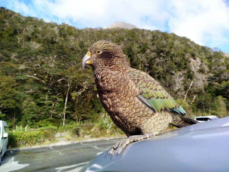 5 Day South Island NZ Tour from Dunedin to Christchurch - FAQ