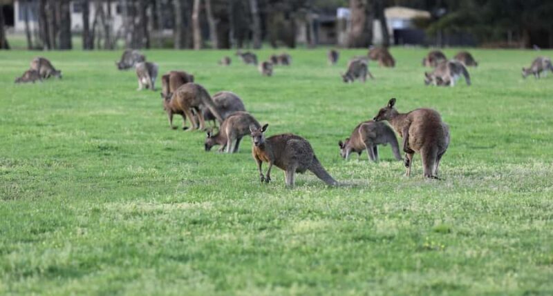 5 Days 4 Nights: Melbourne Package tour - Exploring the 5-Day Melbourne Package Tour: An Honest Look