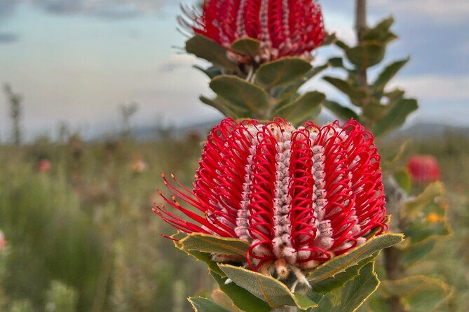 5 Days Walking with Wildflowers - Fitzgerald Biosphere - Key Points