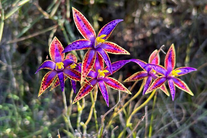 5 Days Walking with Wildflowers - Fitzgerald Biosphere - In-Depth Breakdown of the Itinerary