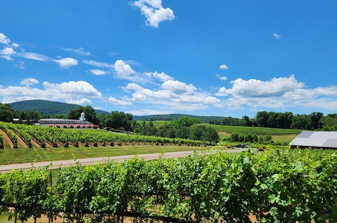 5 Hour Historic Thomas Jefferson Wine Tour - Southwest Mountains Vineyards