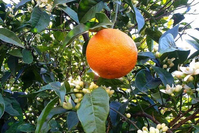 5 Hour Small Group Shore Excursion in Santorini - Who This Tour Is Best For