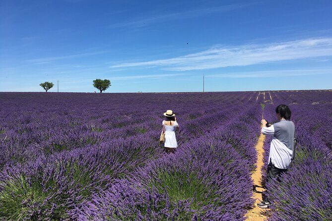 5-Hours Lavender Fields Tour in Valensole from Aix-en-Provence - Key Points