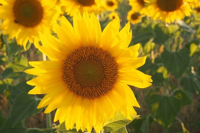5-Hours Lavender Fields Tour in Valensole from Aix-en-Provence - FAQ