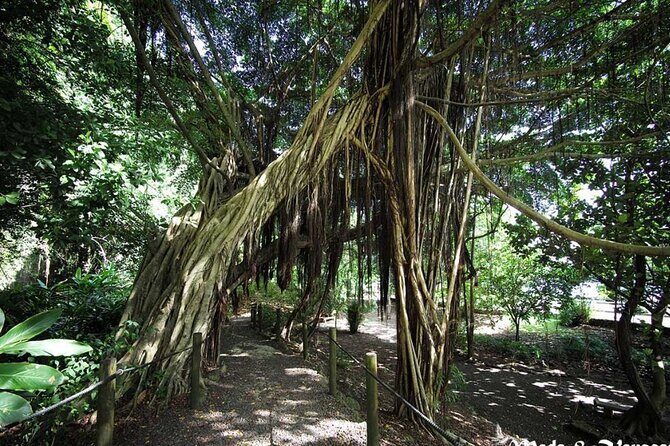 5 Hours Tahiti Island Tour - West and East Coast - Who Will Love This Tour?