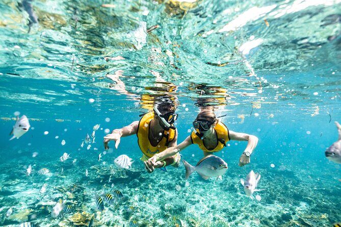 5-in-1 Cancun Snorkeling Tour with Sea Life & Transport Included - Who Will Love This Tour?