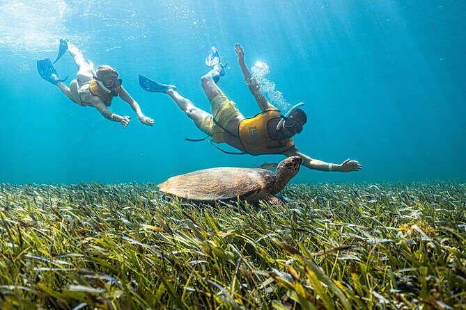 5-in-1 Cancun Snorkeling: Turtles, Reef, Musa, Shipwreck, Cenote - What You Can Expect from This Cancun Snorkeling Tour