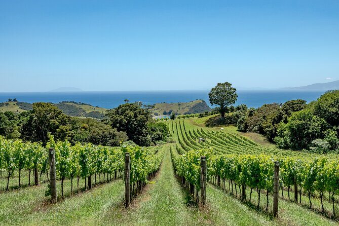 5 or 7 hour Far End of Waiheke Scenic Wine Tour in Electric Vans - Insights from Reviewers