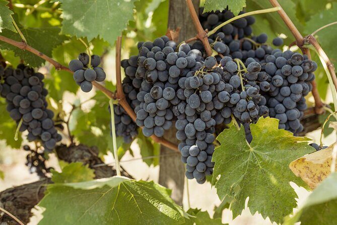 5 Wine Tastings in San Gimignano - What to Expect from the San Gimignano Wine Tasting Tour