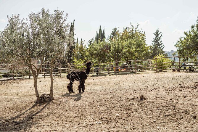 5 Wine Tastings in San Gimignano - Final thoughts