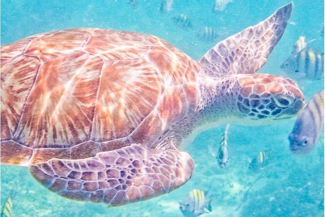 5H 42' Azimut Yacht All-Inclusive from Tulum & Playa del Carmen. - FAQ