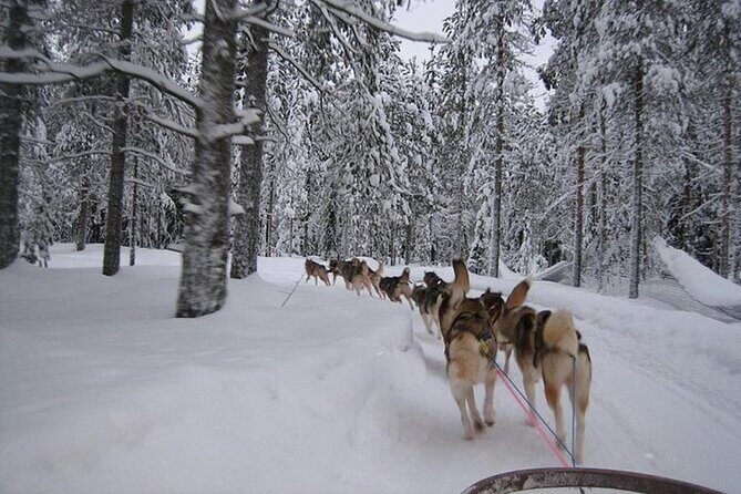 5KM Husky Sled Ride from Levi - What to Expect on Your Husky Adventure