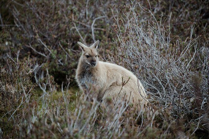 6 Day Island Icons Tassie Day Tour Bundle - Final Thoughts
