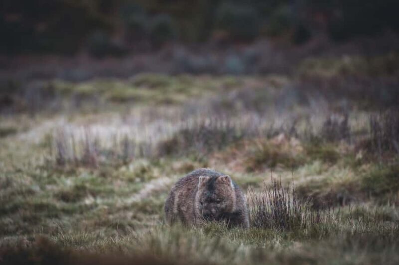 6 Day Tassie Tour Bundle: Island Icons - 6 Day Tassie Tour Bundle: Island Icons