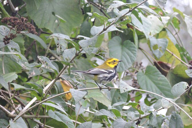 6-Hour Birdwatching Ruta de los Cenotes Playa del Carmen - Final Thoughts: Who Will Love This Tour?