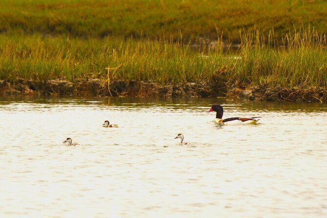 6 hour boat tour navegating through the Islands of Ria Formosa National Park - What’s Included and What’s Not