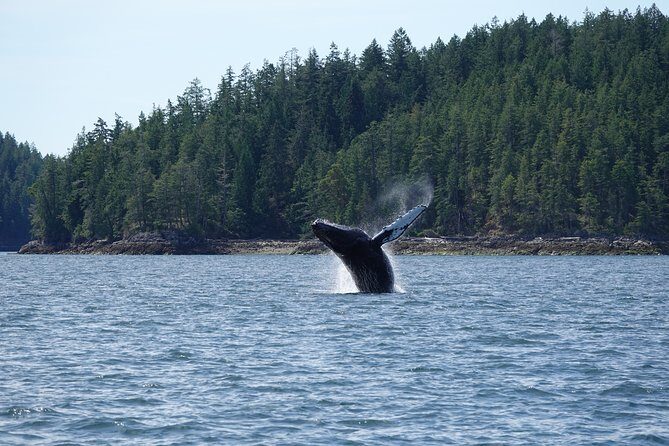 6 hour Covered Boat Whale Watching Tour - Analyzing the Value: Is it Worth the Price?