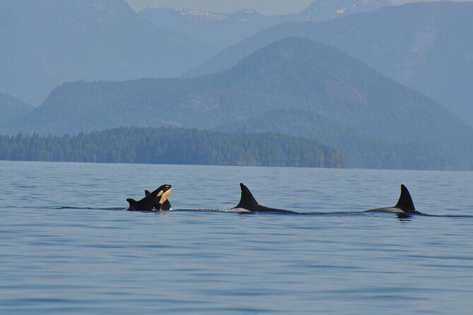 6 hour Covered Boat Whale Watching Tour - Final Thoughts