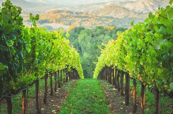 6 Hour Sonoma Boutique Wine Tour-Private Black Car,up to 6 Guests - Who Will Love This Tour?