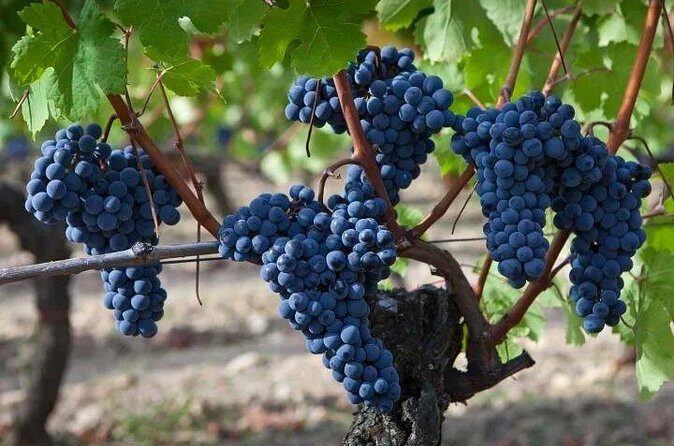 6 Hour Sonoma Boutique Wine Tour-Private Black Car,up to 6 Guests - FAQ