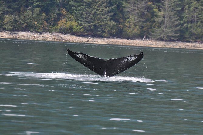 6 hour Zodiac Whale Watching Tour - The Itinerary: What to Expect