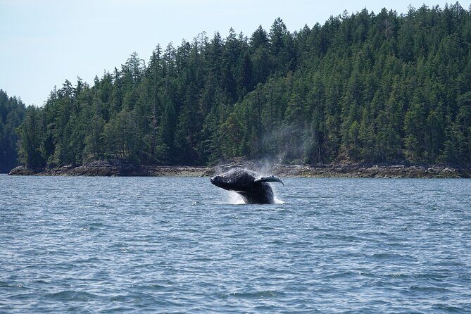 6 hour Zodiac Whale Watching Tour - Values and Practicalities: What You’re Paying For