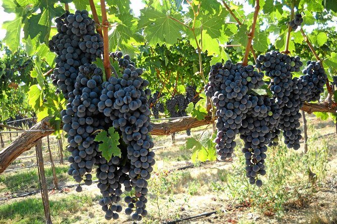 6-Hours Customized Private SONOMA Valley Wine Tour From San Francisco Bay Area - Key Points