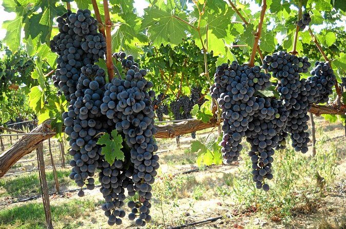 6-Hours Customized Private SONOMA Valley Wine Tour From San Francisco Bay Area - Cost and Value