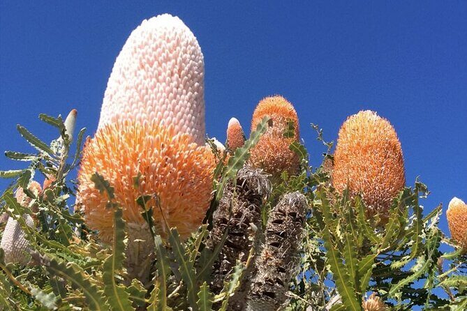 6 Hours Pinnacles Express Tour - Who Will Appreciate This Tour?