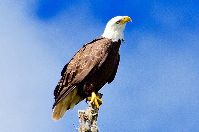 60 Minute Small Group Semi Private Everglades River Of Grass Airboat Charter - The Real Value: Why This Tour Makes Sense