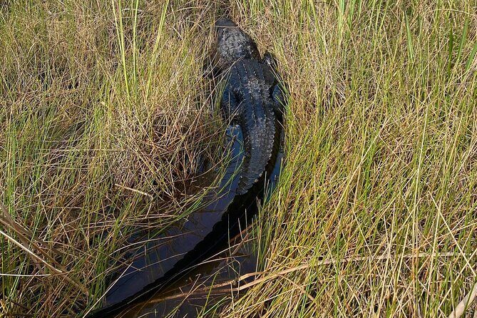 60 Minute Small Group Semi Private Everglades River Of Grass Airboat Charter - The Sum Up