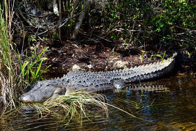 60 Minute Small Group Semi Private Everglades River Of Grass Airboat Charter - FAQ