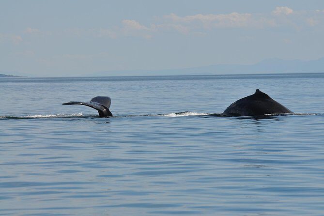 7-8 Hour Zodiac Whale Watching Tour - FAQ