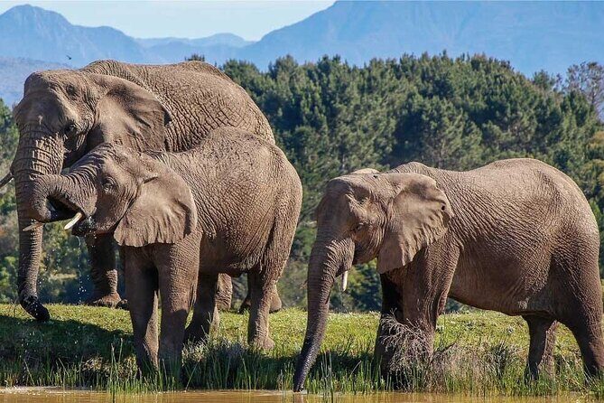 7-Day Garden Route Safari Adventure from Cape Town - Key Points