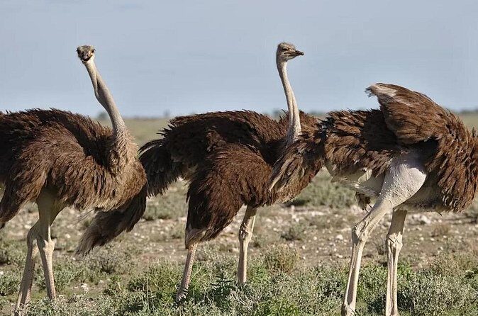 7-Day Garden Route Safari Adventure from Cape Town - Day 5: Knysna’s Natural Wonder and Wildlife Encounters