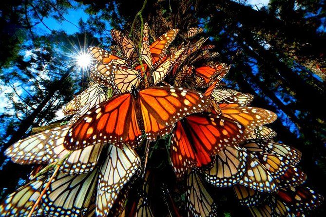 7 Day-Monarch Butterfly Ecofriendly Tour in Mexico - Introduction