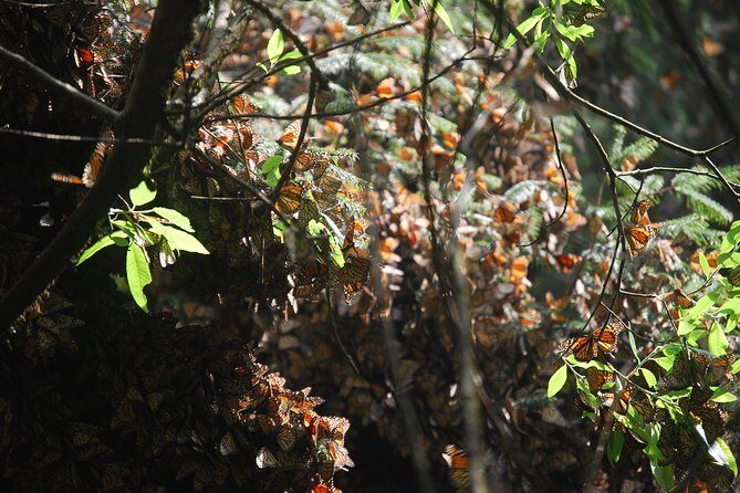 7 Day-Monarch Butterfly Ecofriendly Tour in Mexico - Possible Considerations