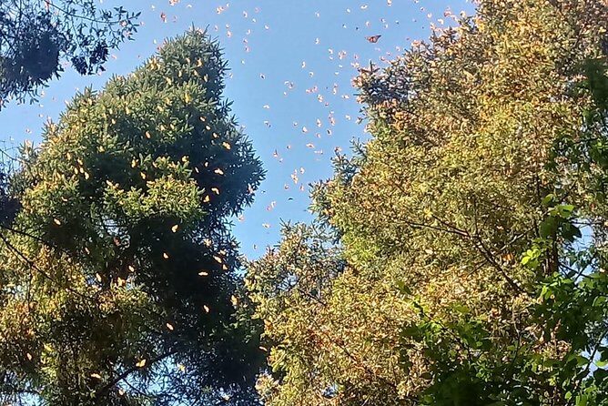 7 Day-Monarch Butterfly Ecofriendly Tour in Mexico - Practical Details That Matter