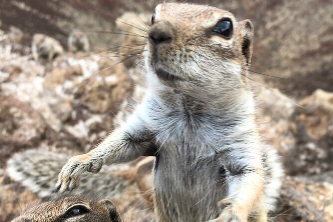 7-Hour Private Tour to the Wonders of Fuerteventura - Frequently Asked Questions