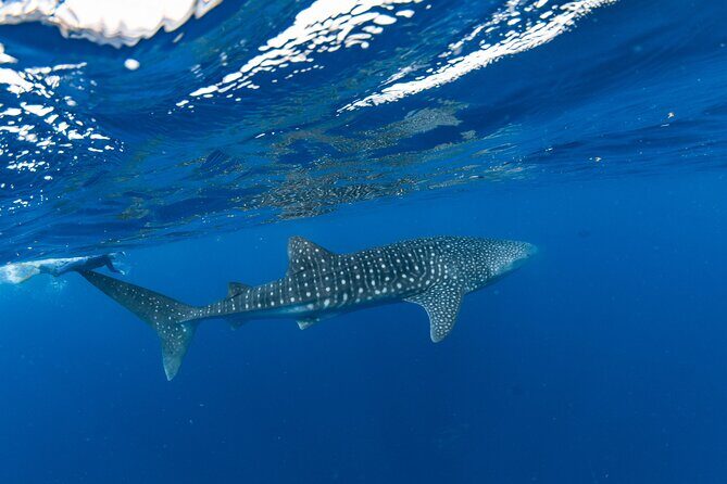 7 Hours Off Peak Whale Shark and Ningaloo Reef Tour in Exmouth - Introduction: What Makes This Tour Special?