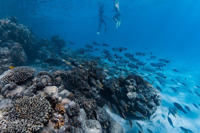 7 Hours Off Peak Whale Shark and Ningaloo Reef Tour in Exmouth - Who Should Consider This Tour?