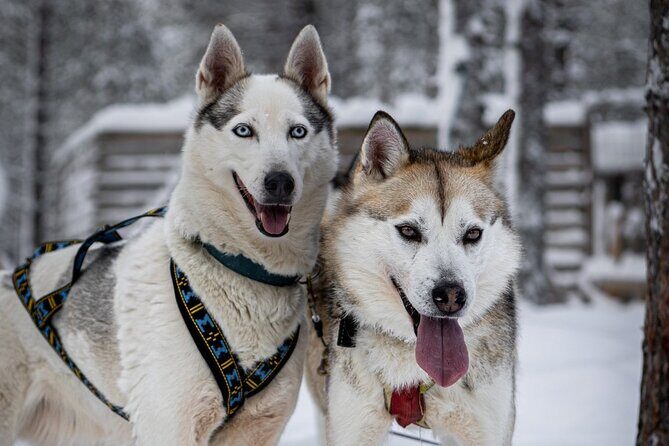 8-10km Husky Ride in the Taiga and Visit Other Farm Animals - An In-Depth Look at the Husky Ride Experience