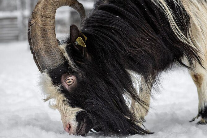 8-10km Husky Ride in the Taiga and Visit Other Farm Animals - Final Thoughts