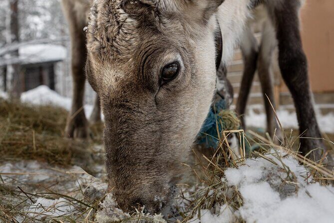 8-10km Husky Ride in the Taiga and Visit Other Farm Animals - FAQ