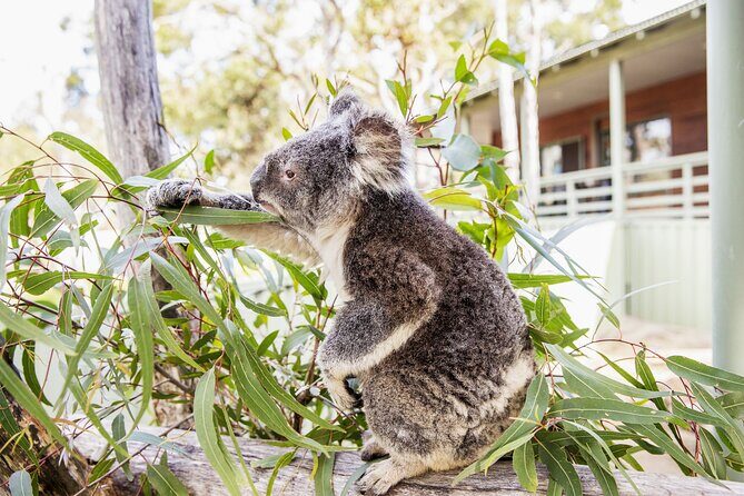 8 Day Byron Bay Noosa Fraser Island Tour from Sydney to Brisbane - Who Is This Tour Best For?