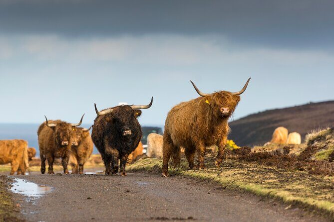 8 Day Isle of Skye, Orkney & North Coast 500 tour from Edinburgh - What Travelers Say