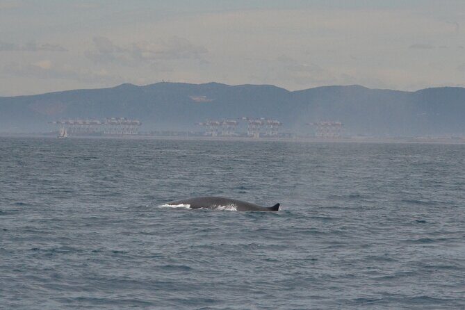 8-Hour Whale Watching in Barcelona - Key Points:
